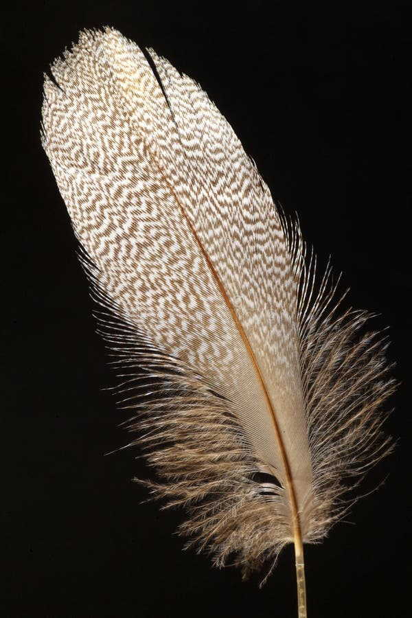 Feather of Common Pochard stock image. Image of ferina - 53295589