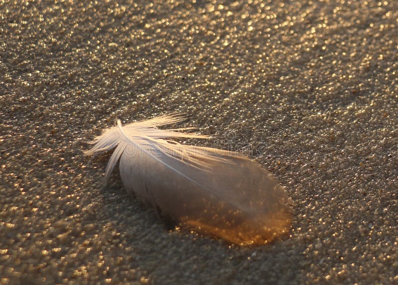 Feather stock image. Image of ocean, feather, vacation - 58421403