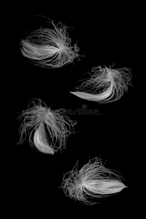 Feather in Different Angles Stock Photo - Image of curve, shape: 64698718
