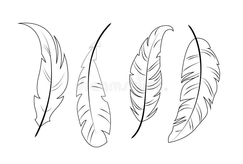 Feather. Different Forms of Feathers. Feather Silhouettes. OutLine ...