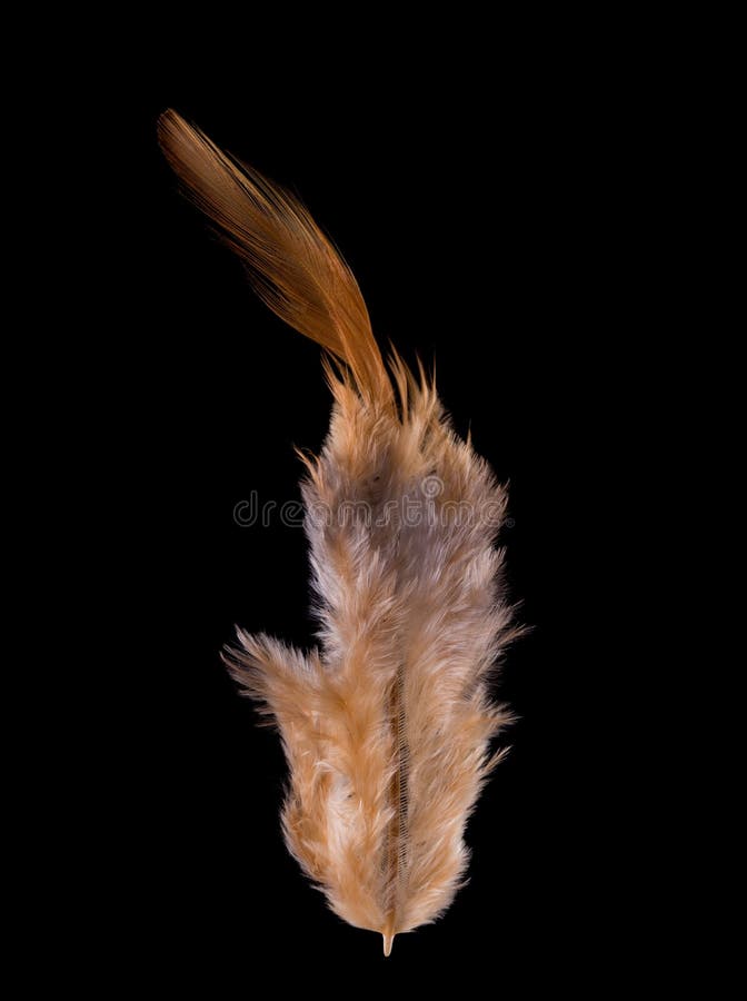 Feather domestic chicken stock photo. Image of feather - 167034462
