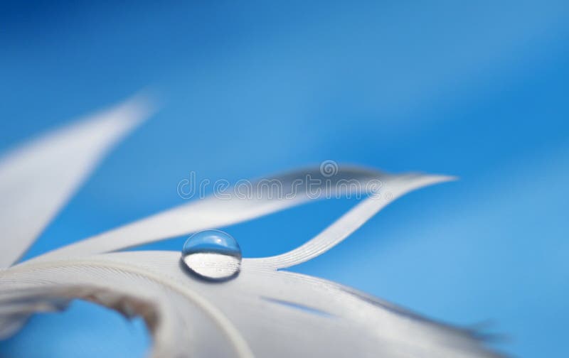 Feather drop stock photo. Image of feather, forms, background - 4691760
