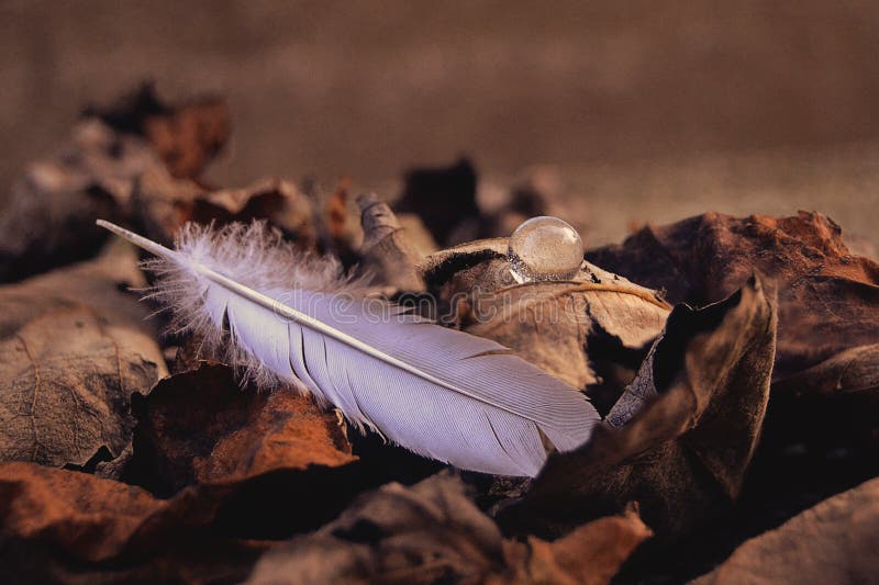 Feather Drop stock photo. Image of drop, umbrella, fall - 65676108