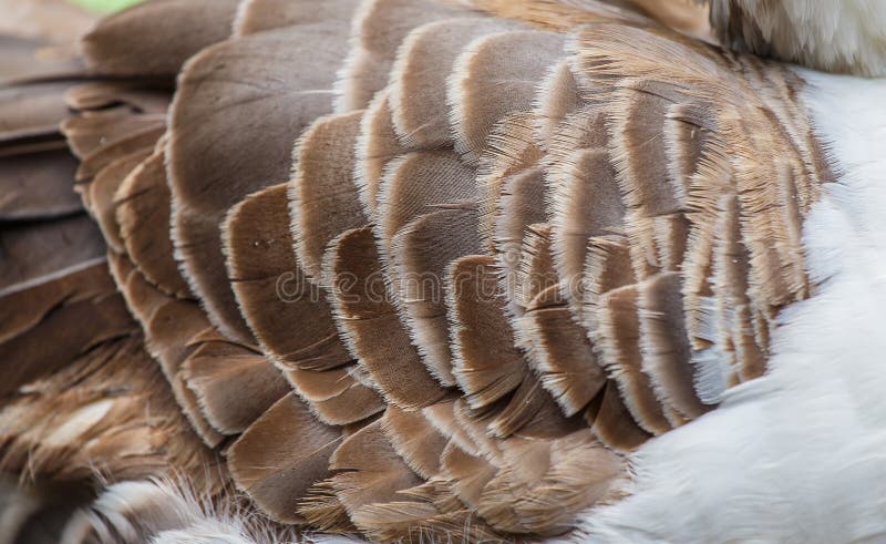 Feather duck stock image. Image of softness, geese, wild - 79984393