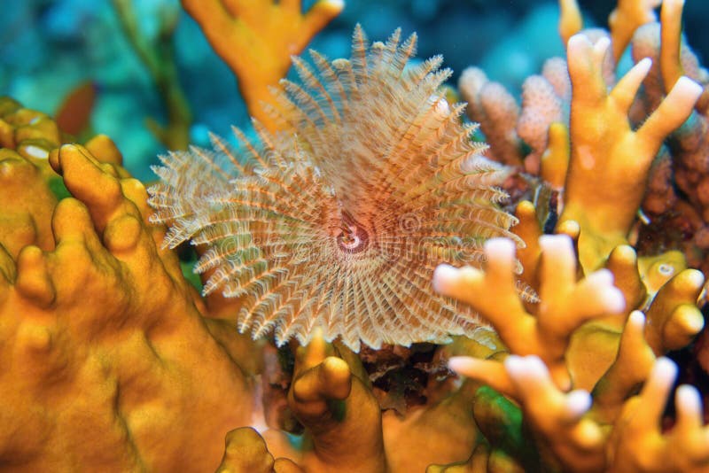 The Feather Duster Sea Worm Sabellidae, Red Sea Egypt Stock Photo ...