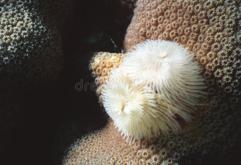 Dusters Troll Stock Photos - Free & Royalty-Free Stock Photos from ...