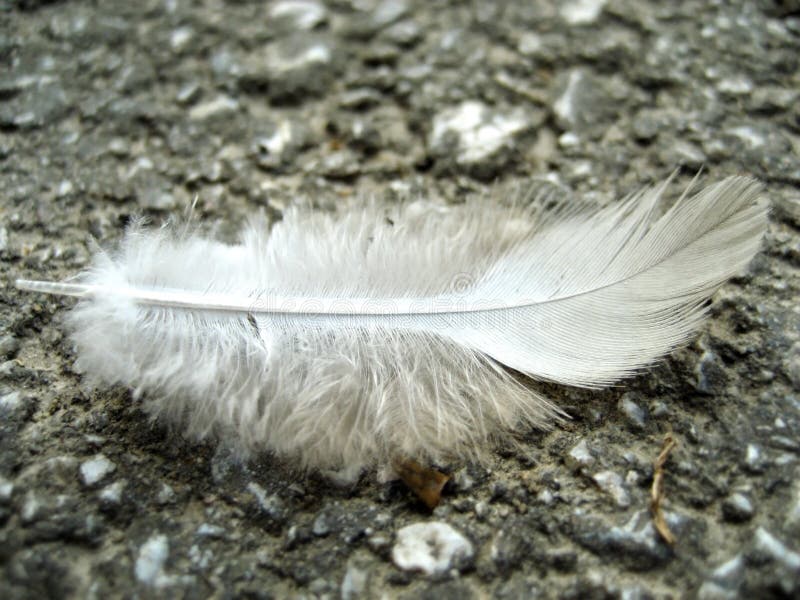 Australia: Three White Cockatoo Feathers Stock Image - Image of white ...