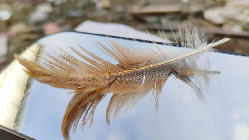 Feather is an Epidermal Structure that Forms the Outer Covering, in ...