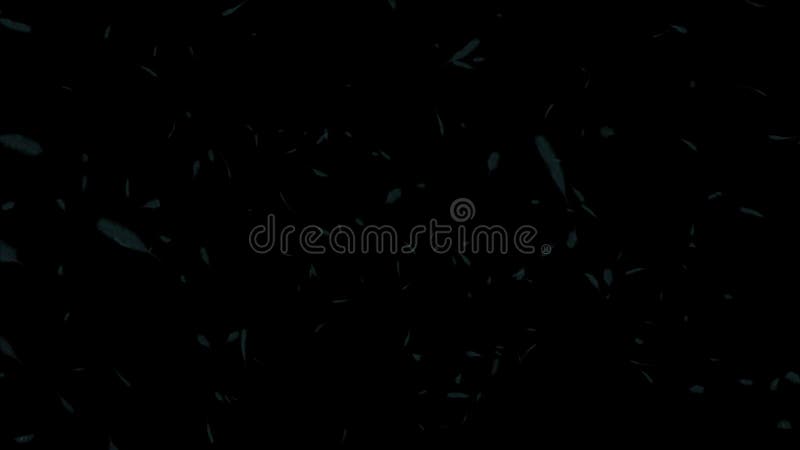 Feather Explosion. Burst of Feathers. Alpha Channel Stock Video - Video ...