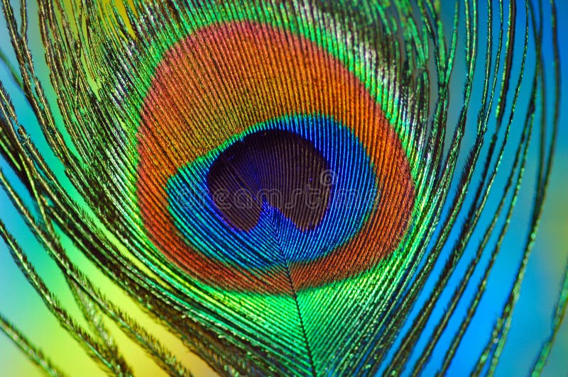Feather Eye stock photo. Image of close, delicate, beautiful - 6115542