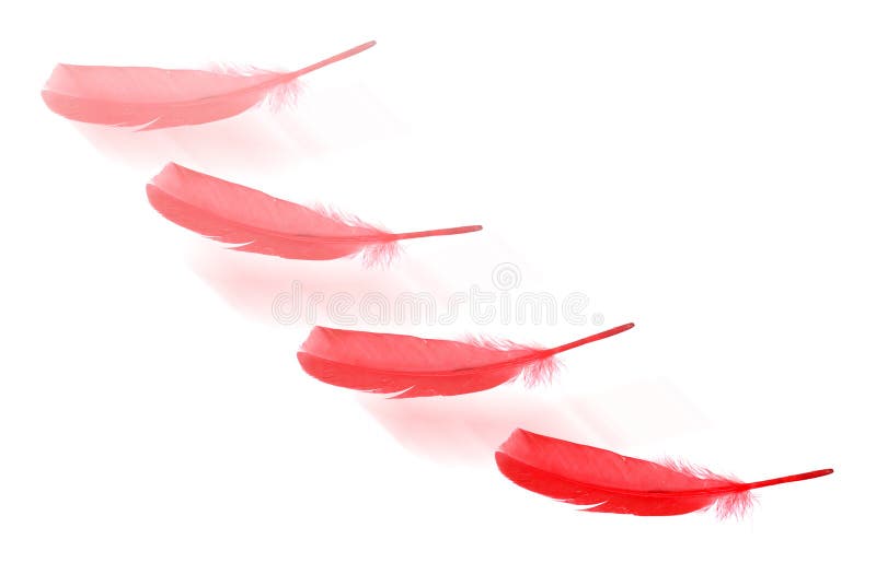 Red Feather stock image. Image of closeup, bird, wing - 13959639