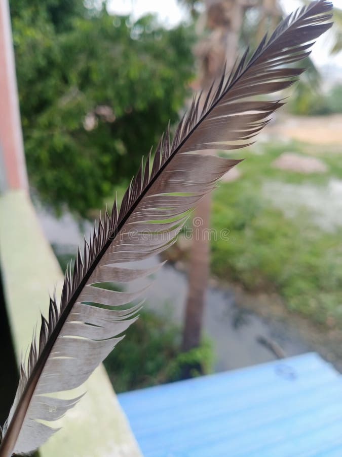 Feather Falling from the Birds Wings Stock Photo - Image of feather ...