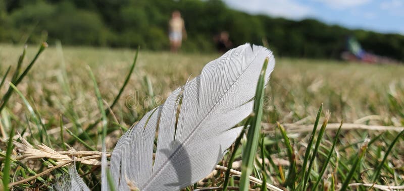 Feather falling on grass stock image. Image of falling - 159098485