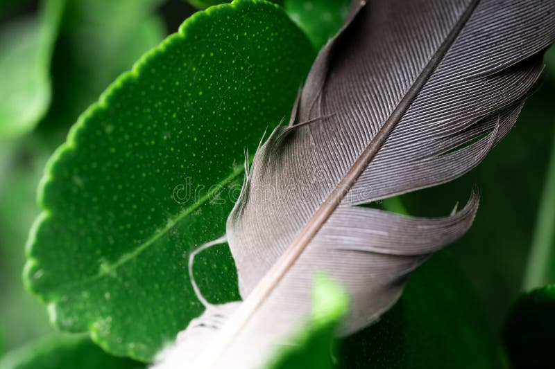 A Feather Falling on a Green Leaf Stock Photo - Image of grass, green ...