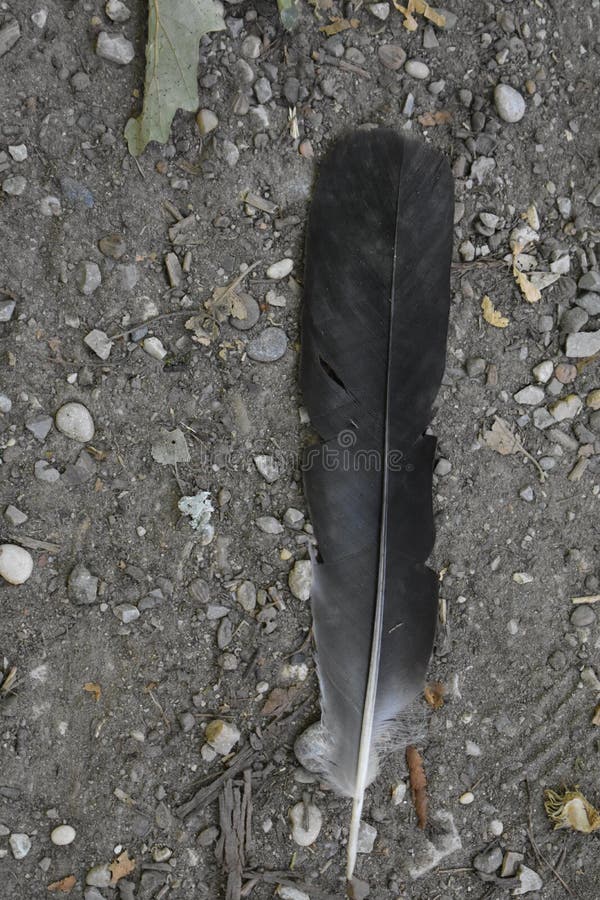 Feather. stock image. Image of nice, light, life, feather - 154088233