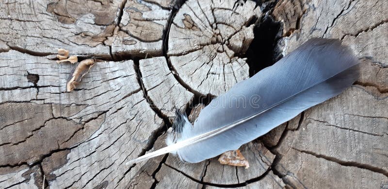Feather of a Dove Fallen from the Sky Stock Photo - Image of natural ...