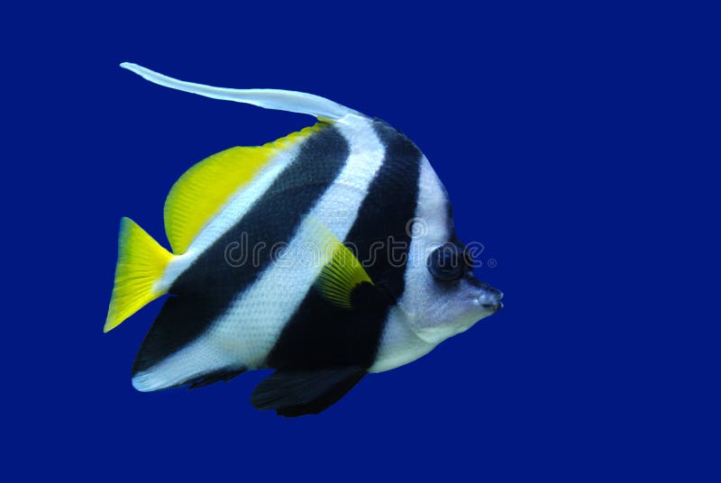 Bannerfish stock photo. Image of nature, fish, acuminatus - 7720650