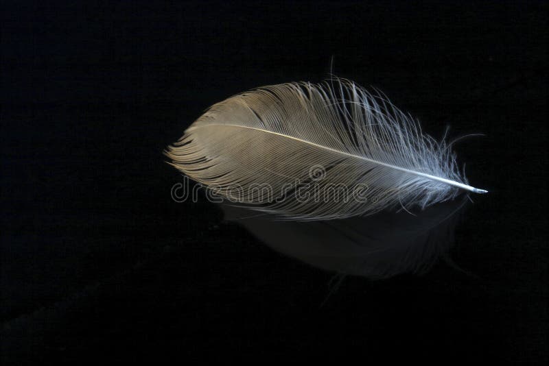 Feather Floating on Calm Water Stock Photo - Image of serenity ...