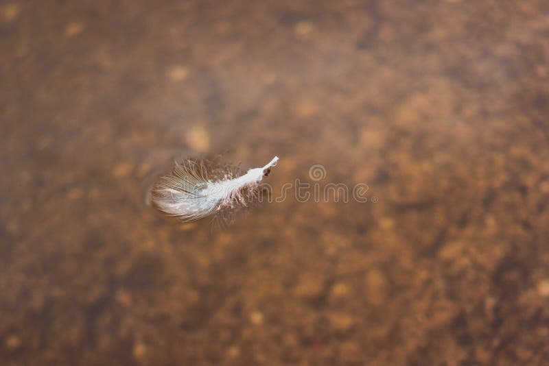 Feather on the calm waters stock photo. Image of gentle - 216501618