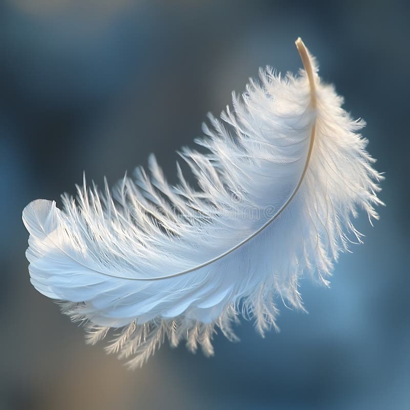 Feather Floating, Delicate Fine Textures, Soft Light. Stock ...