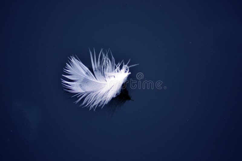 Feather stock photo. Image of beautiful, waves, black - 52166058