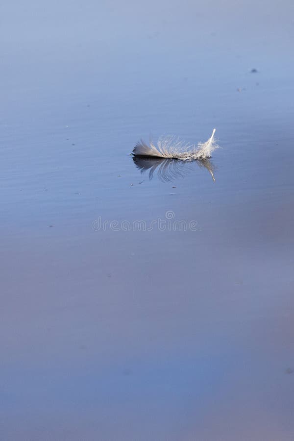 Feather floating on water stock photo. Image of still - 351826780