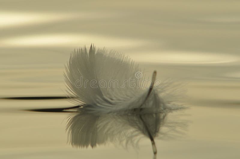 Feather stock photo. Image of floating, peace, water - 88455366