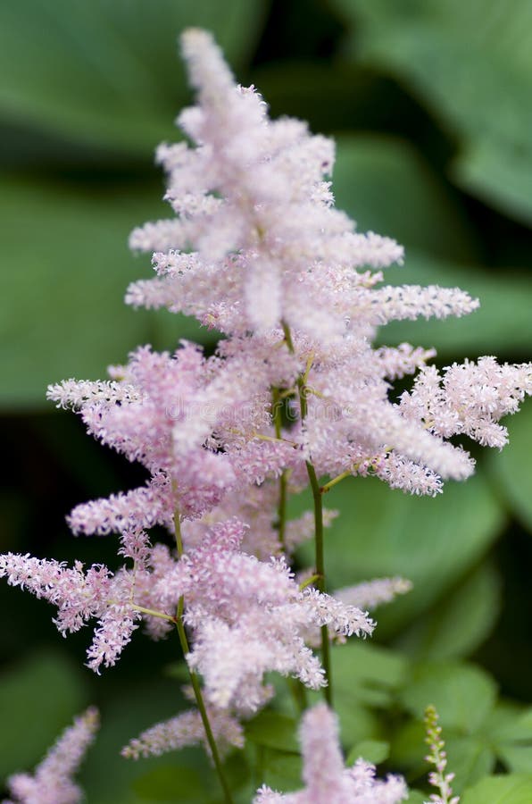 Feather Flower stock image. Image of astilbe, canada - 92268007