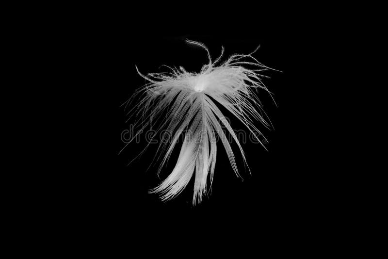 Flying feather stock photo. Image of isolated, concept - 22283810
