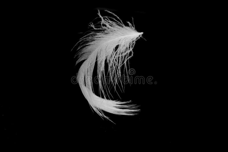Flying feather isolated stock photo. Image of flying - 107770396