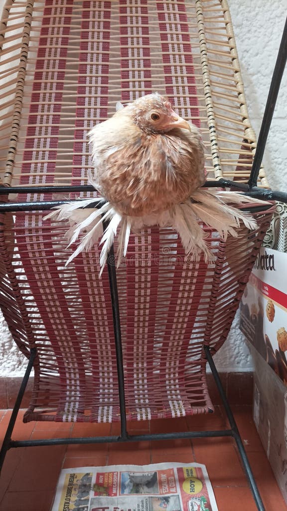 Feather footed hen editorial stock image. Image of pink - 258740154