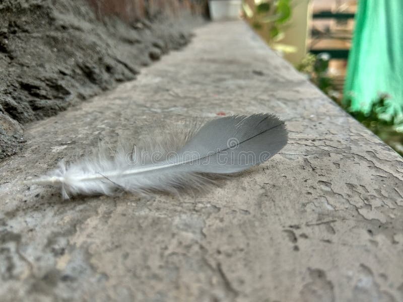 Feather friends stock image. Image of rainy, friends - 94917573