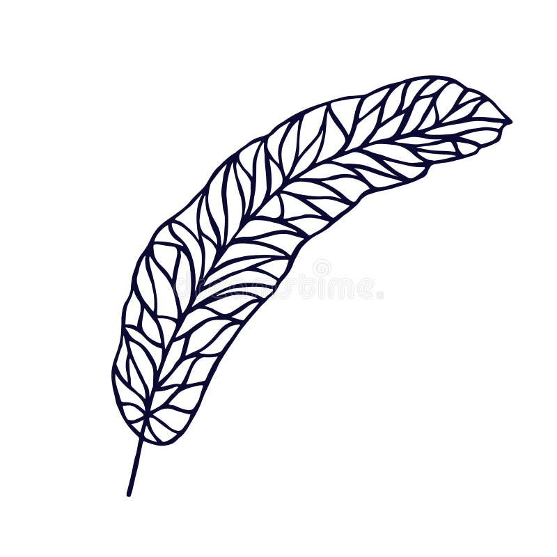 Feather with Geometric Pattern. Eps10 Vector Illustration. Hand Drawing ...