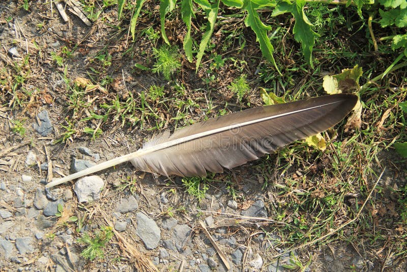 Feather of goose stock photo. Image of environment, marooned - 94922420