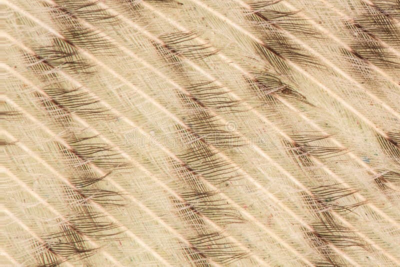 Feather of a goose stock photo. Image of quill, structure - 261183620