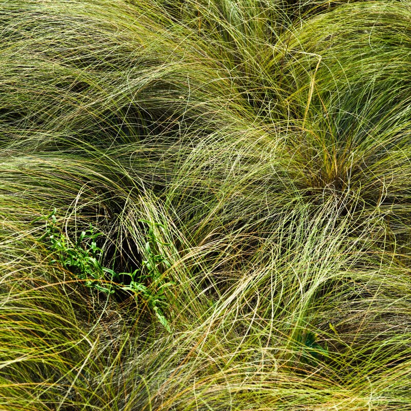 Dried grass texture stock image. Image of windy, sphere - 792315