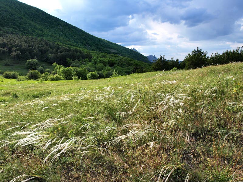 Feather-grass stock image. Image of volcano, alpine, rural - 20024797