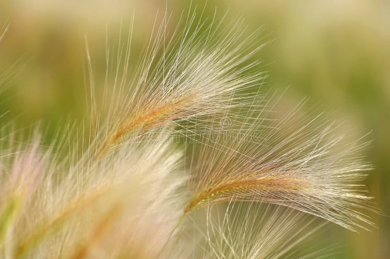 Feathers stock photo. Image of background, structure, blur - 1261676