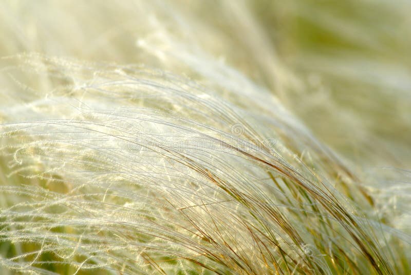 Feather-grass stock photo. Image of summertime, herbage - 2931902