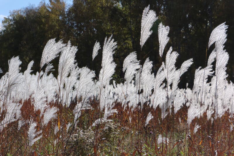 Feather Grass Against of Trees in the Backlight Stock Image - Image of ...