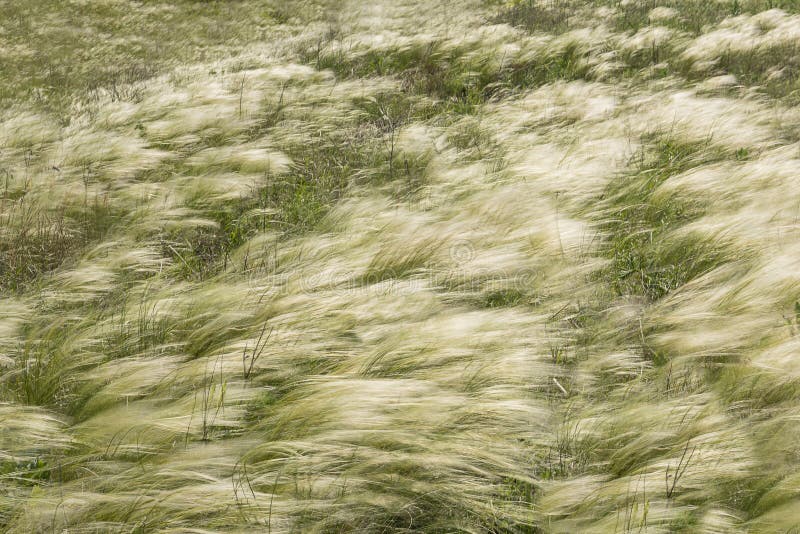 Feather Grass Develops in the Wind on a Spring Meadow. Stock Image ...