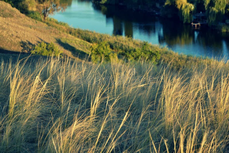 Feather grass stock image. Image of dried, river, grass - 47820991