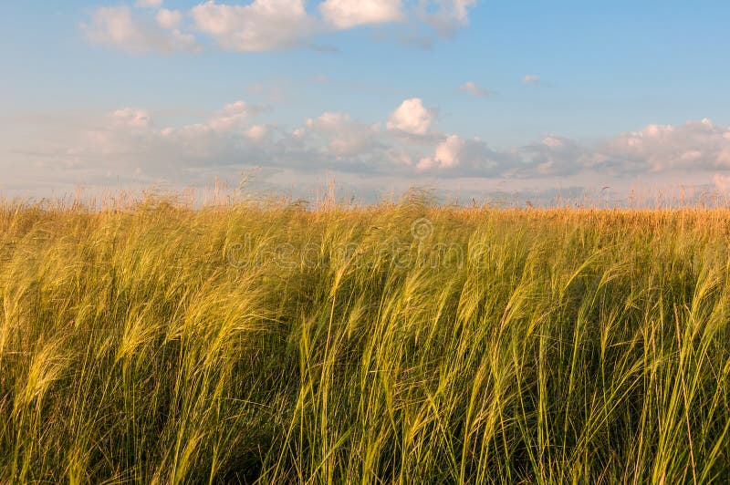Feather grass field stock image. Image of pattern, agriculture - 45334241