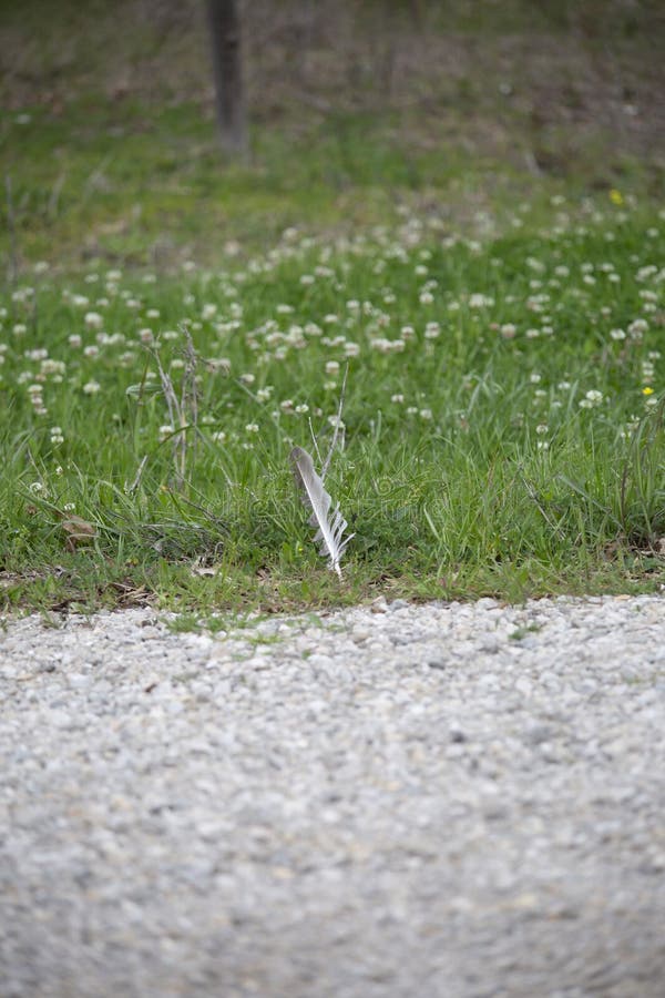 Feather in Grass stock photo. Image of biology, grass - 133389362