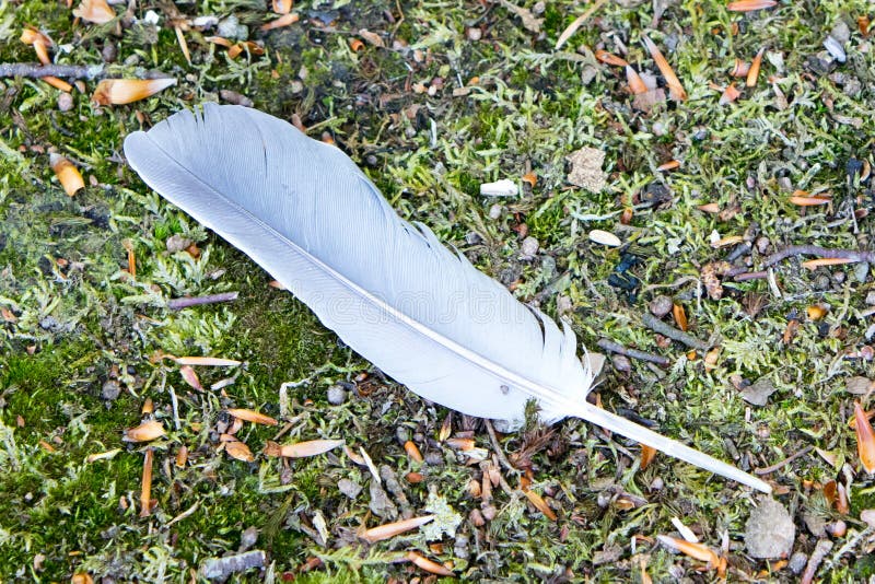 Feather grass stock image. Image of altai, cold, large - 73837125