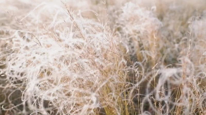 Feather Grass - Lat. Stipa. in the Spring Steppe Stock Footage - Video ...