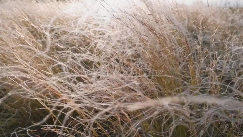 Feather Grass - Lat. Stipa. in the Spring Steppe Stock Video - Video of ...