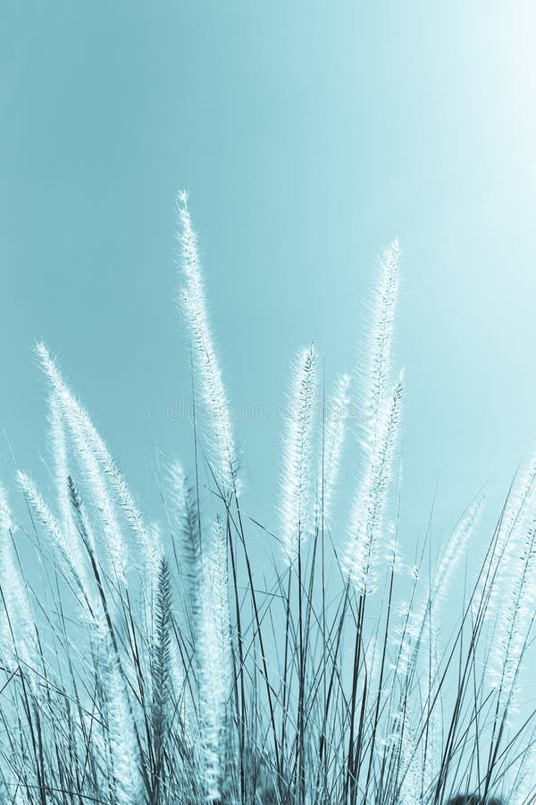 Feather grass in nature stock photo. Image of ornamental - 74942788
