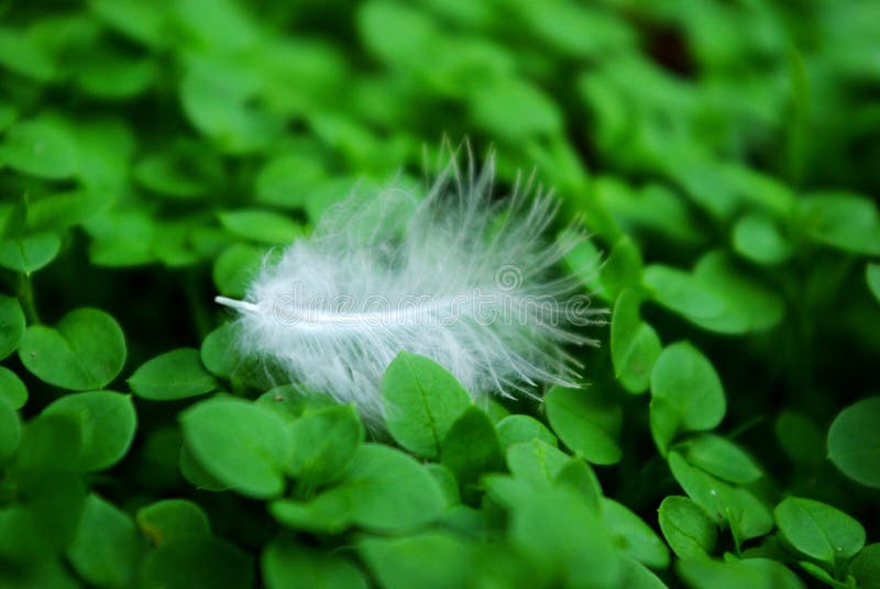 Feather in grass stock photo. Image of soft, leaves, fluffy - 47460724