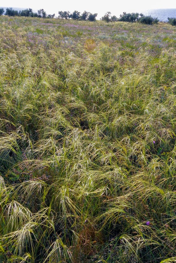 Feather-grass Steppe in Summer in Arid Eastern Crimea Stock Image ...